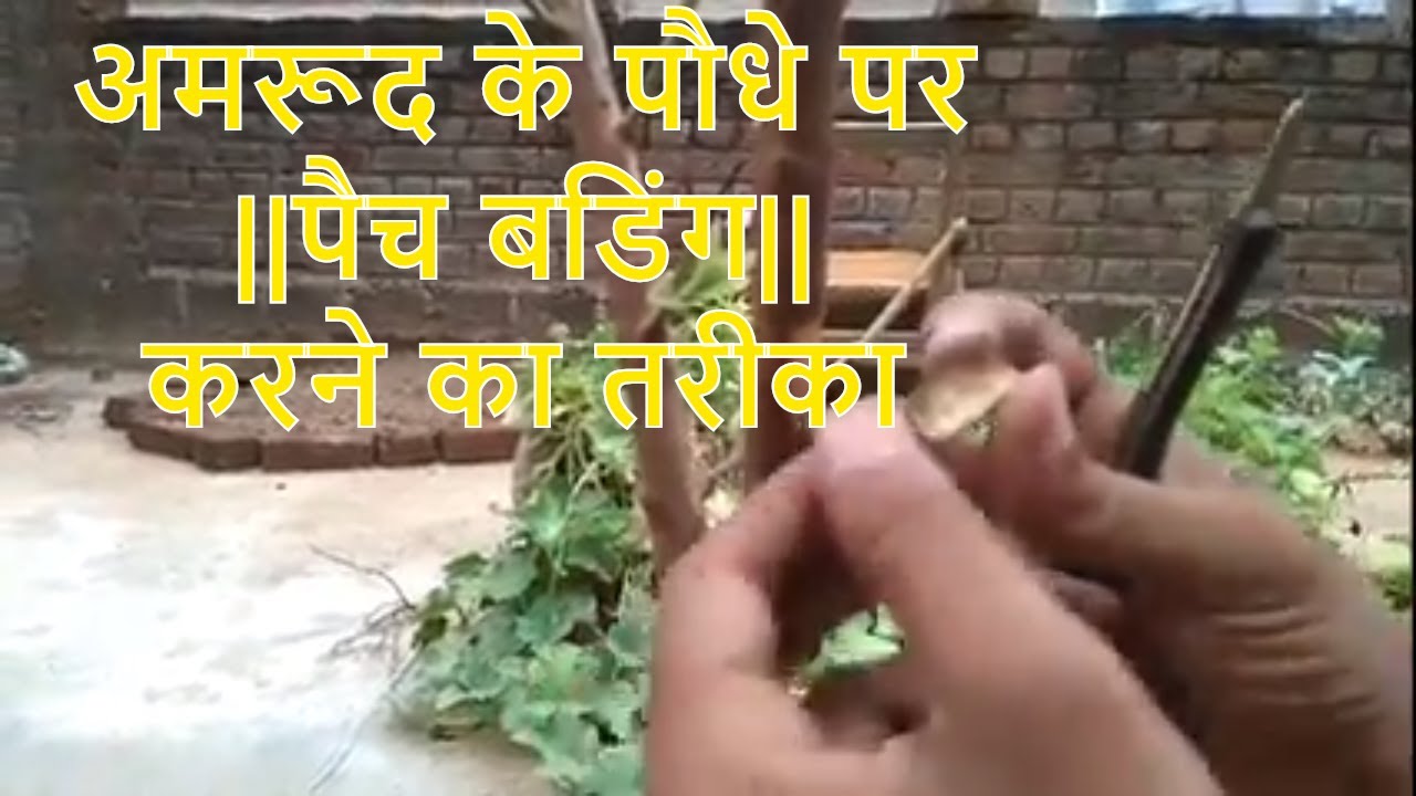 How to Bud Grafting/Patch Budding in Guava plant,अमरूद के पौधे पर ||पैच ...