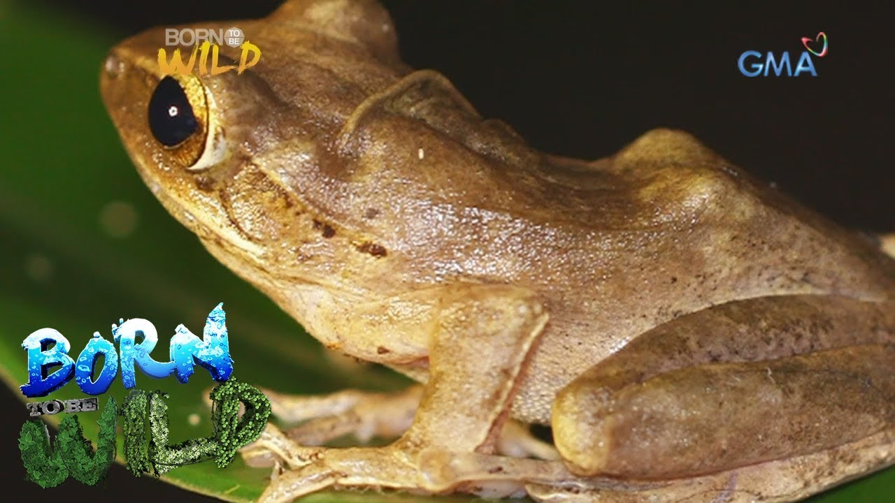 Born to be Wild: Amazing characteristics of tree frogs - YouTube