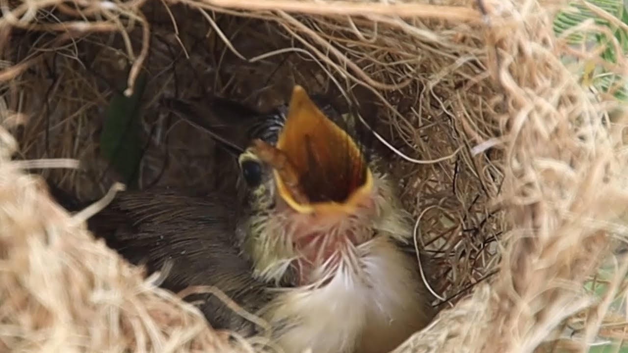 The Mother's cuckoo bird catch food eat on nest - YouTube