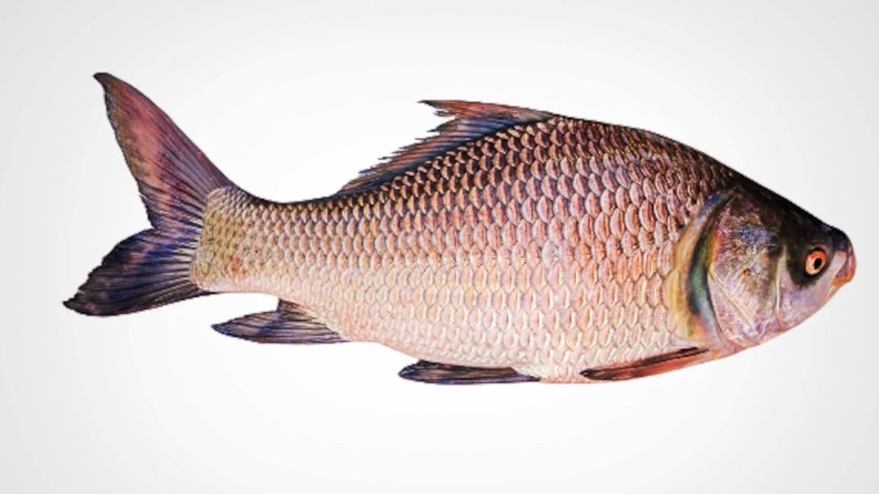 12 kg katol fish live fish cutting in Bangladesh fish market, amazing ...