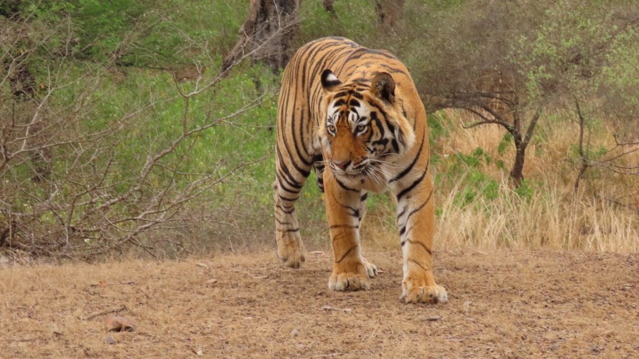 Bold & Beautiful Young Male Ganesh (T120) on morning walk | Ranthambhor ...