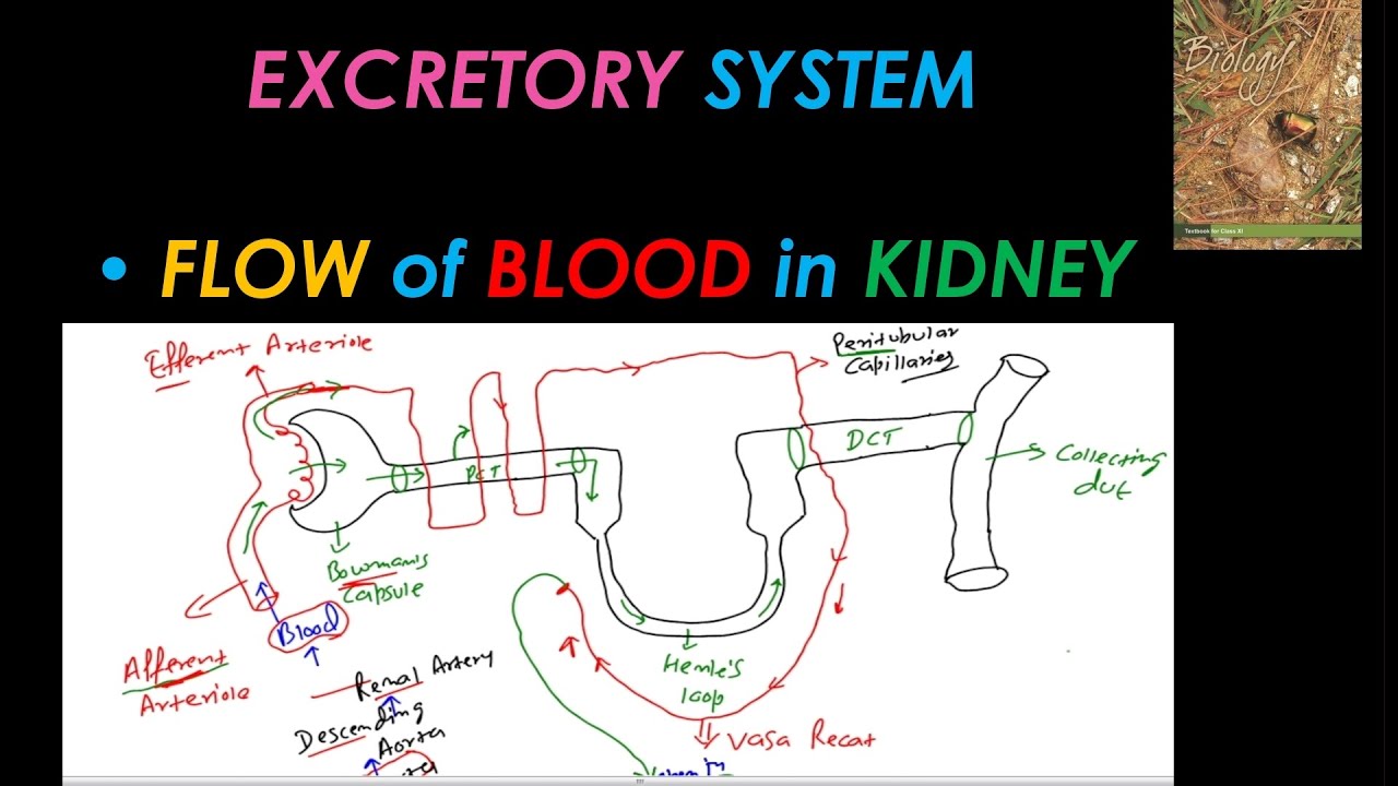 BLOOD Flow in KIDNEY I Afferent & Efferent Arteriole role in KIDNEY I ...