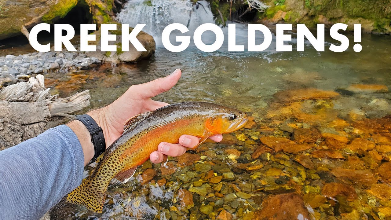 Catching BIG Golden Trout in a Small Creek! (Tenkara Fly Fishing) - YouTube