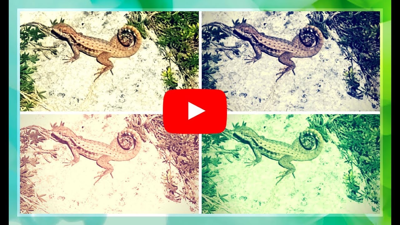 Bahamian Lizard in Nassau 🌎Lizards of The Bahamas Kids Adventures With ...