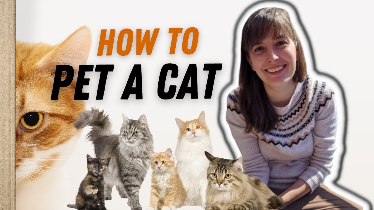 How to Pet a Cat - Skip Helps! - YouTube
