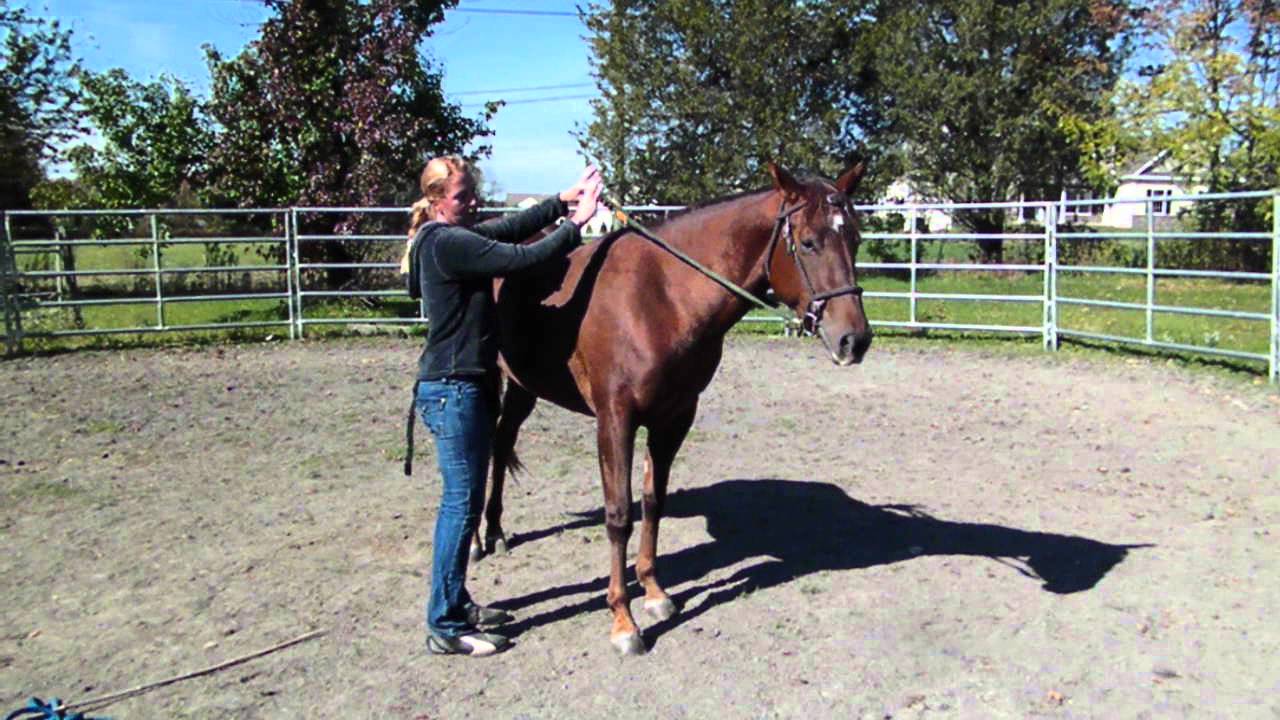 Tara Jones Training tip #6 Pippy learning to accept bit pressure - YouTube