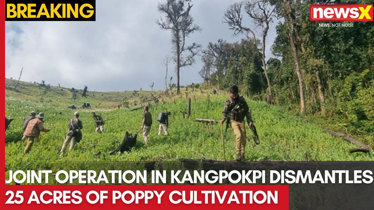 Manipur: Joint Operation in Kangpokpi Dismantles 25 Acres of Poppy ...