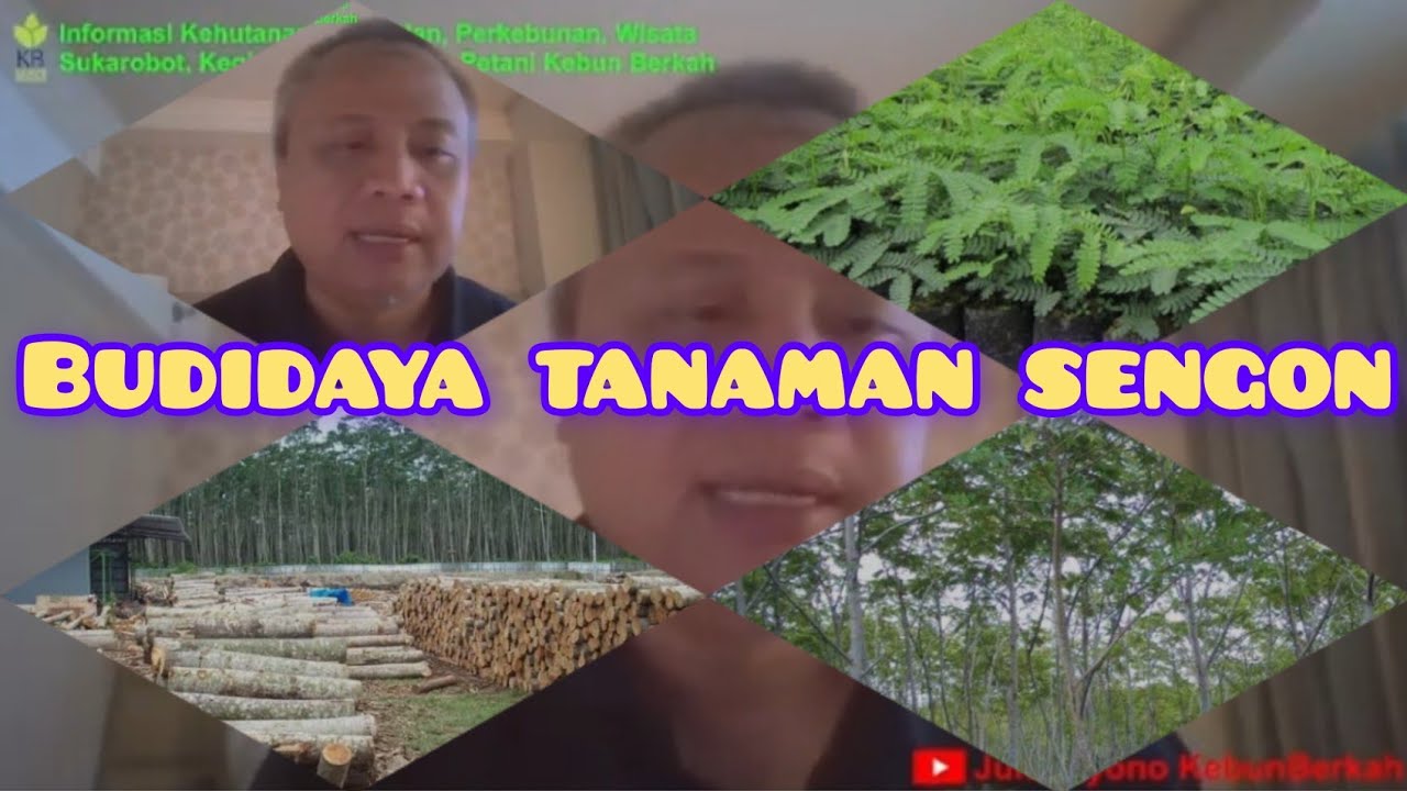 Budidaya Tanaman Sengon - YouTube