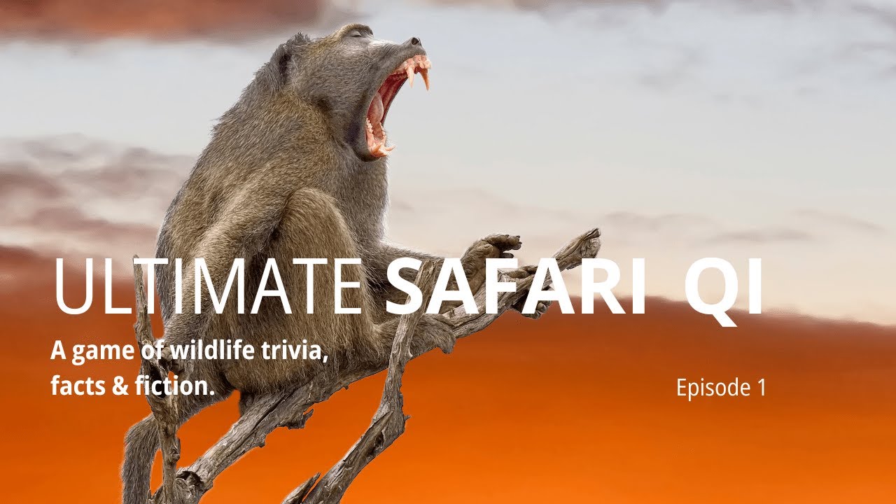 Chacma Baboon sounds like what? - YouTube