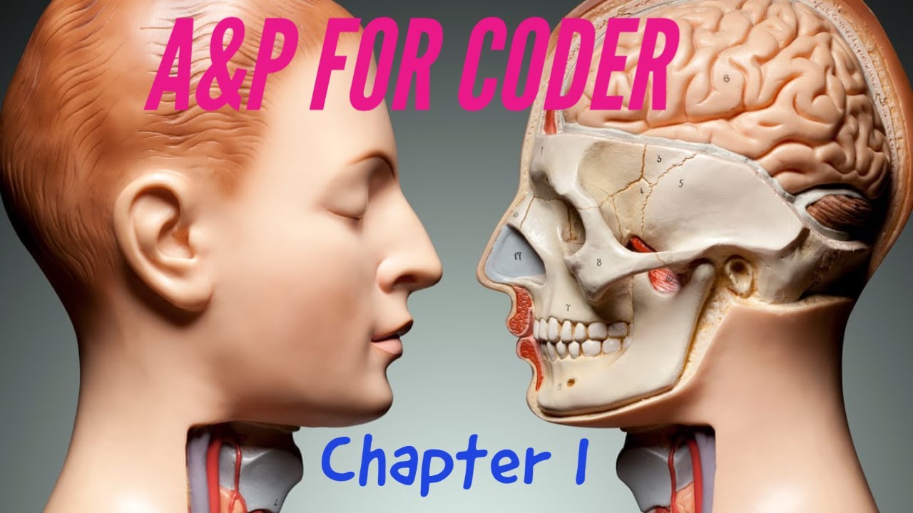 ANATOMY & PHYSIOLOGY FOR CODERS - CHAPTER 01: SKELETAL SYSTEM. - YouTube