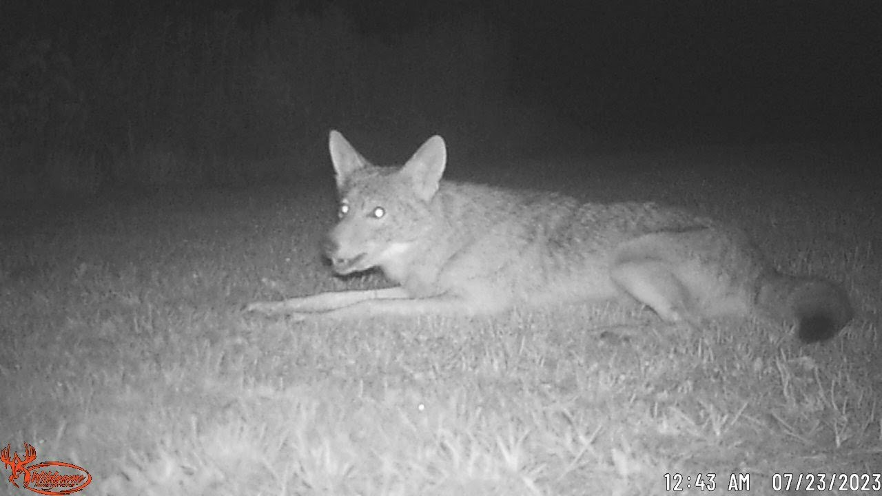 Coyote, A Study of anatomy. - YouTube