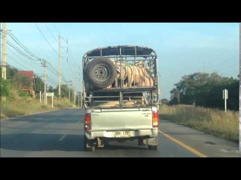 Schweinetransport in Thailand