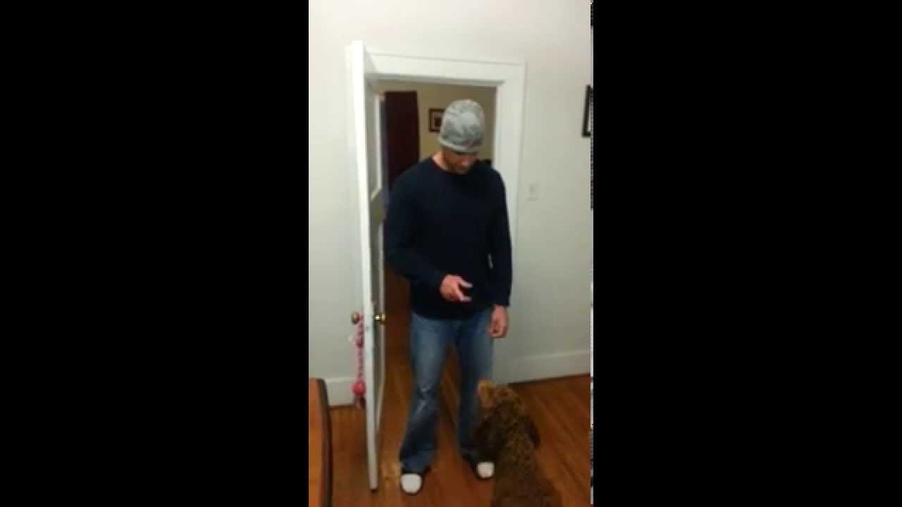 Standard poodle tricks. - YouTube