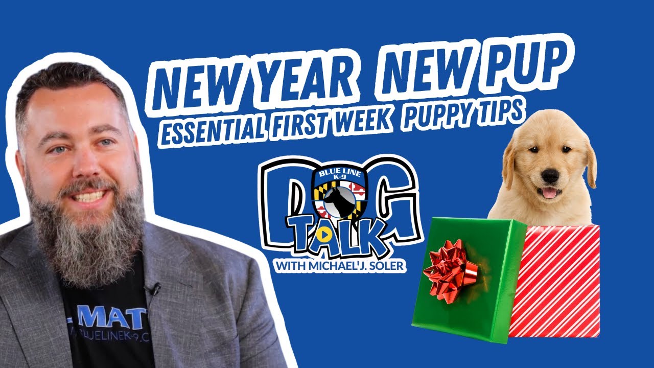 5 Must-Know Tips for Your New Puppy's First Week | Dog Training Expert ...