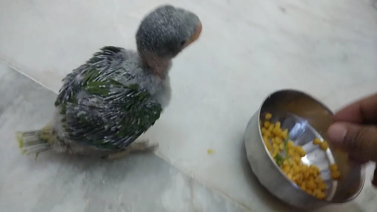 ALEXANDRINE BABY PARROT 20 DAY OLD HAND FEEDING |BEST FOOD FOR ALL # ...