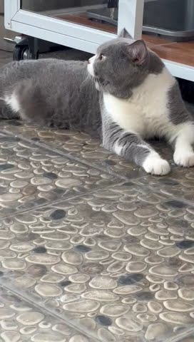 Kucing bsh paling tembem #kucingimut #kucingbsh #kucinglucu # ...
