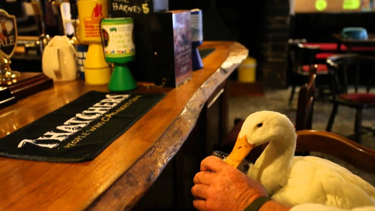 SWNS DRINKING DUCK - YouTube