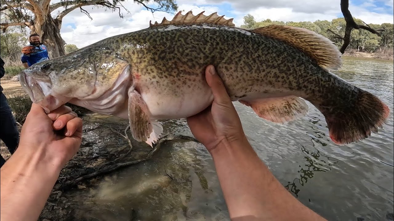 Murray COD On The Trawl | In The Murray - YouTube