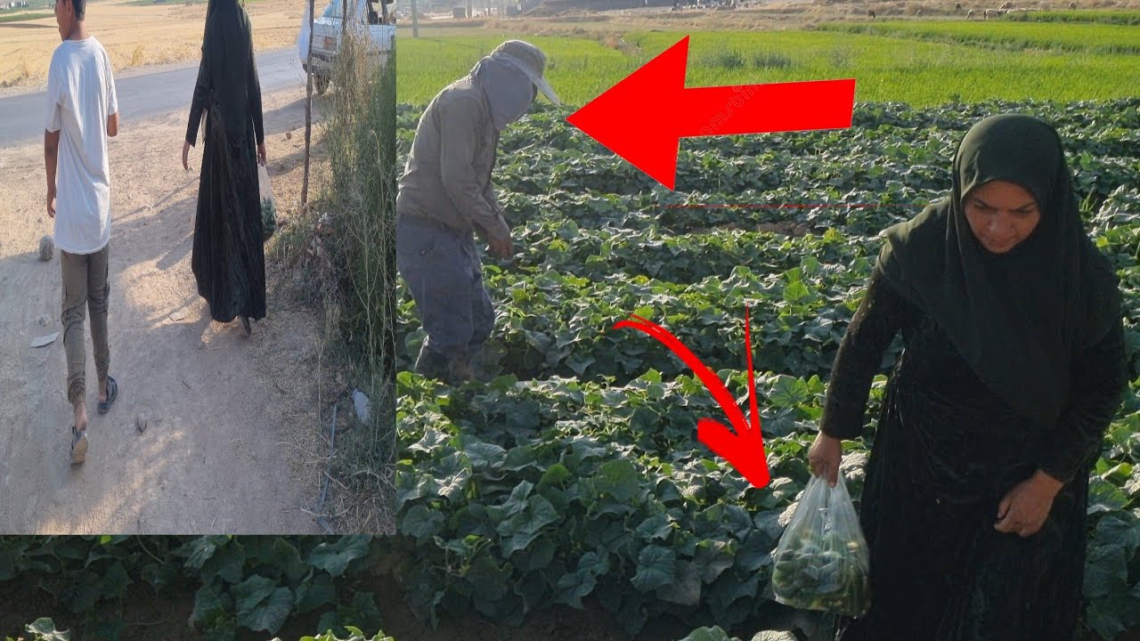 Amirreza and Betul went to Sarka to collect money for Alnaz's books and ...