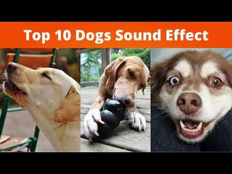 Top 10 Dogs Sound Effects - YouTube