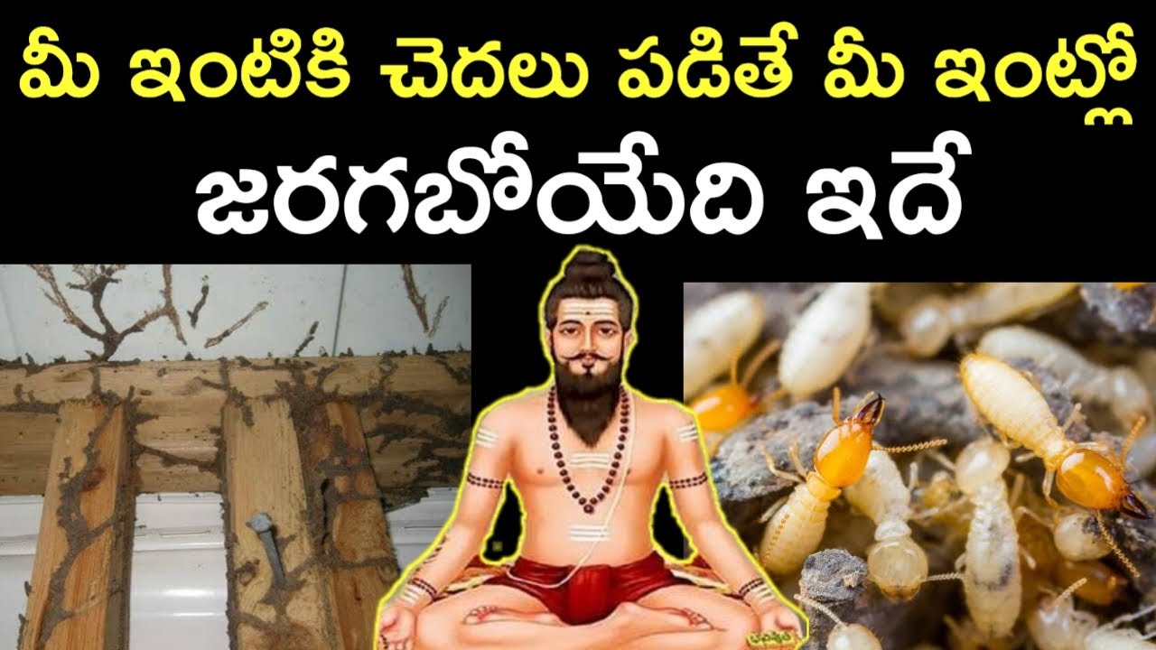 మీ ఇంటికి చెదలు పడితే మీ ఇంట్లో జరగబోయేది ఇదే || Chedalu padithe intlo ...