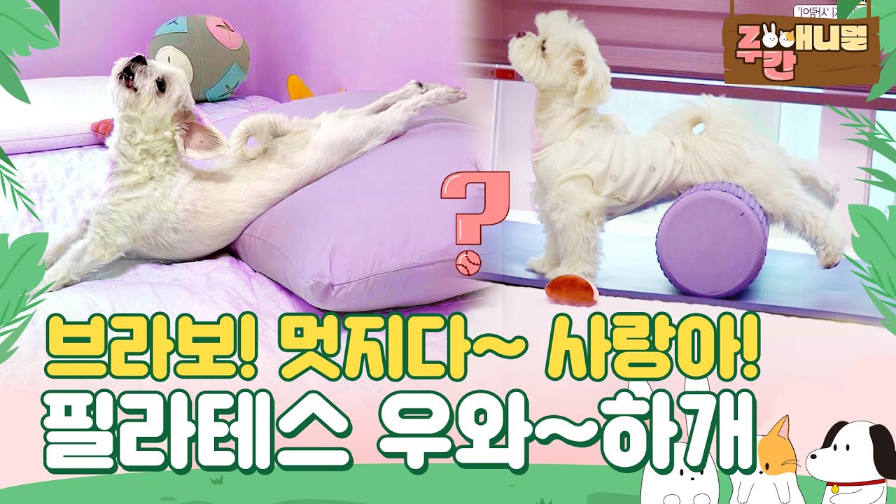 필라테스견🐶 사랑이! 독학으로 필라테스 하게 된 사연은? dog doing pilates ㅣ#ZOO간애니멀 #MBCLIFE ...