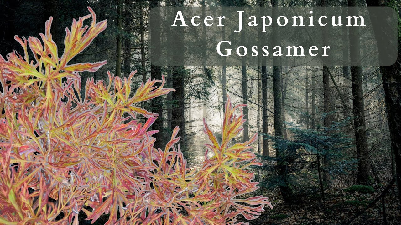 Acer Japonicum Gossamer: [YOUR NEXT MUST-HAVE JAPANESE MAPLE] - YouTube