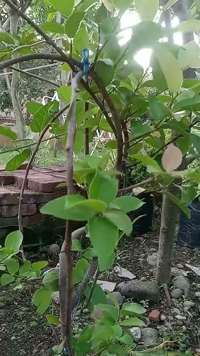 ficus benjamina media ground #shorts - YouTube