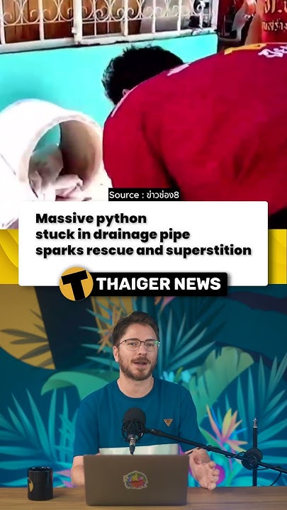 Massive python stuck in drainage pipe sparks rescue and superstition# ...