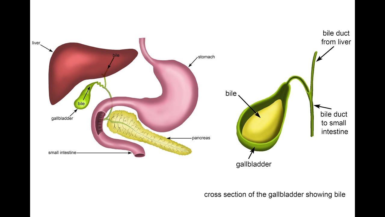 Bile (Digestive Fluid) ; Composition, Function, Types, Production ...