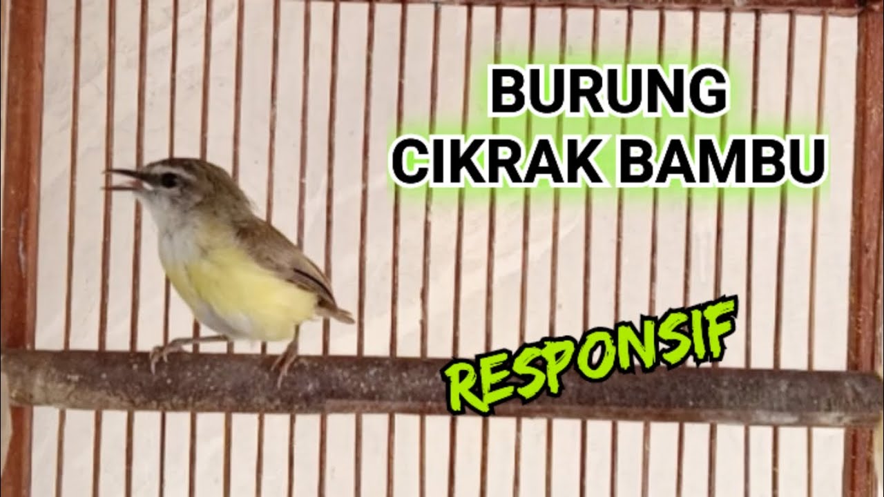 Cikrak Bambu Bahan Langsung nyaut @faxxybird - YouTube