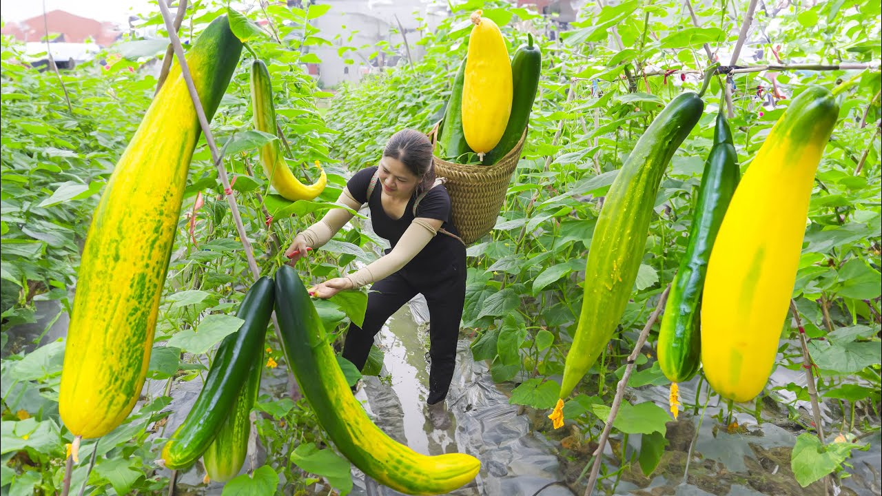 Harvesting Japanese Sword Cucumber - Cooking And Taking Care Of Pets ...