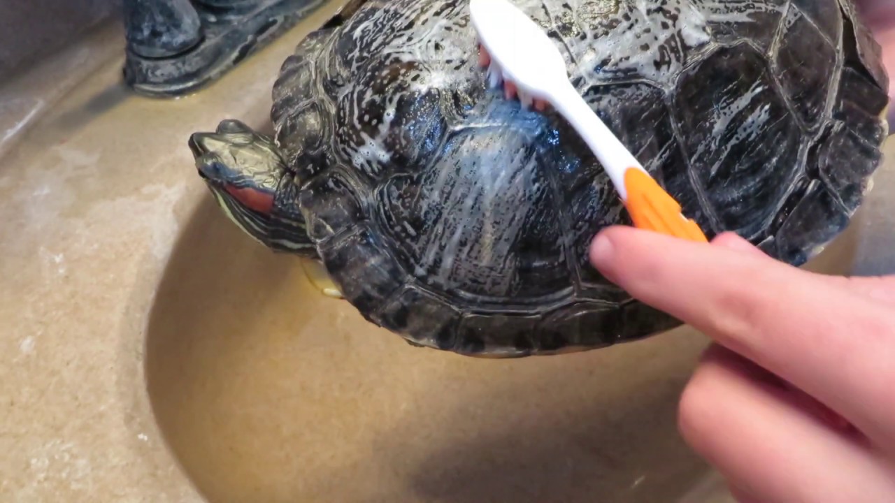 How To Clean A Turtle s Shell YouTube how-to-clean-a-turtle-s-shell-youtube