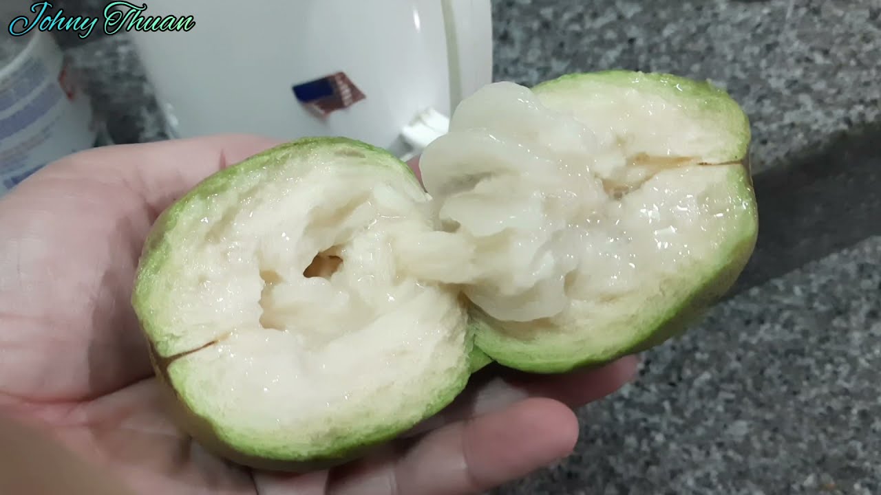 Cách ăn trái vú sữa sao cho có nhiều sữa. I How can we eat Star apple ...