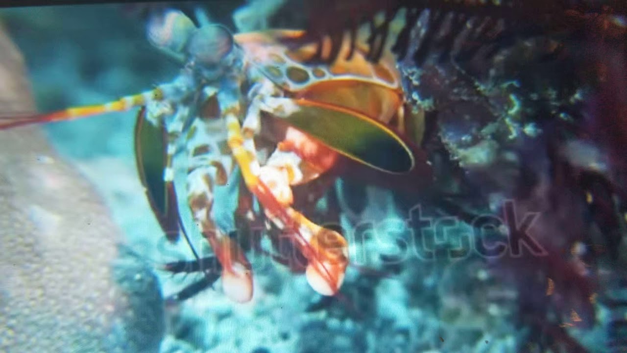 Mantis shrimp on the ocean floor - YouTube