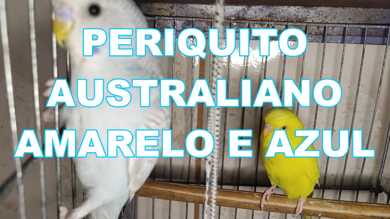 PERIQUITO AUSTRALIANO AMARELO E AZUL - YouTube