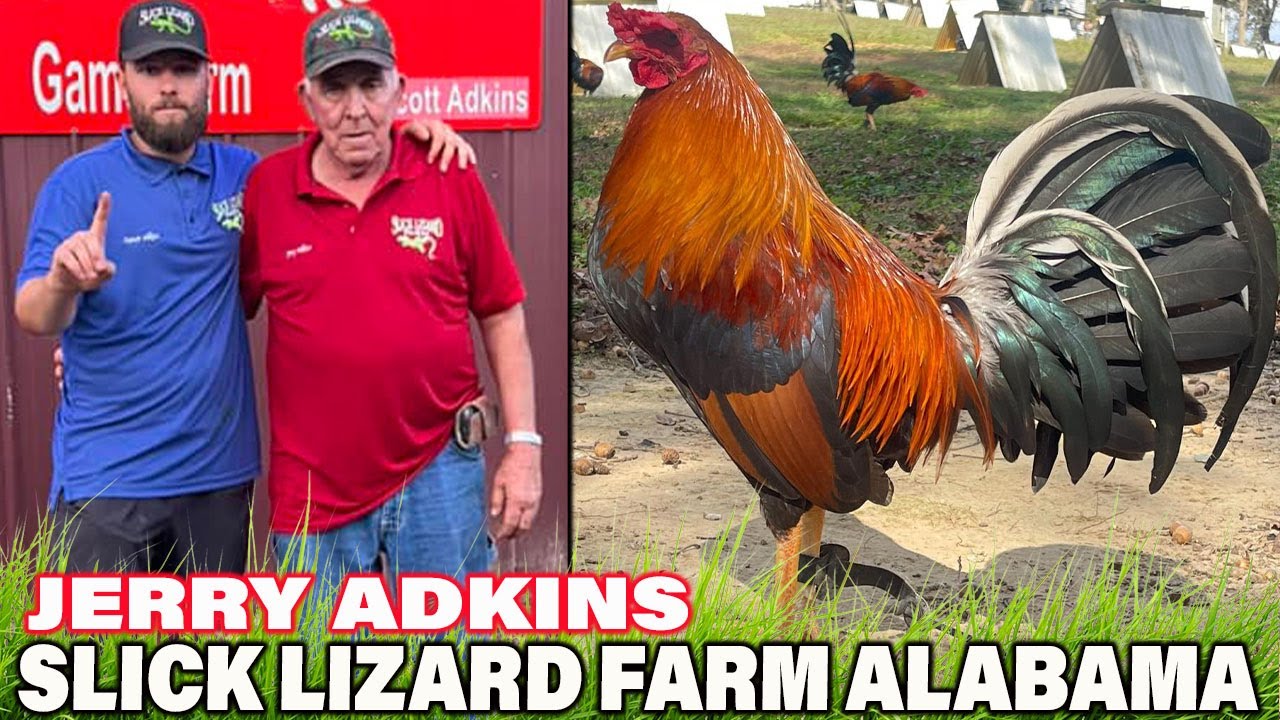 ALABAMA !! Jerry Adkins Sweater 4 Webber Beautiful Birds Slick Lizard ...