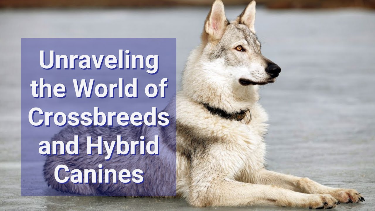 Designer Dogs: Unraveling the World of Crossbreeds and Hybrid Canines ...