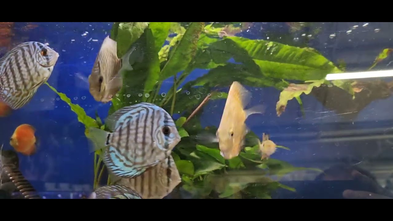 DISCUS TROPICAL FISH @ STOCKTON MAIDENHEAD AQUATICS - YouTube