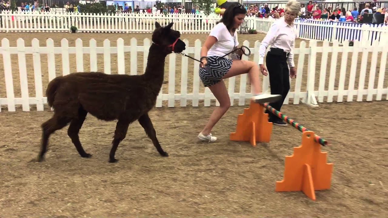 Kelsey Does Llama Obstacles! - YouTube