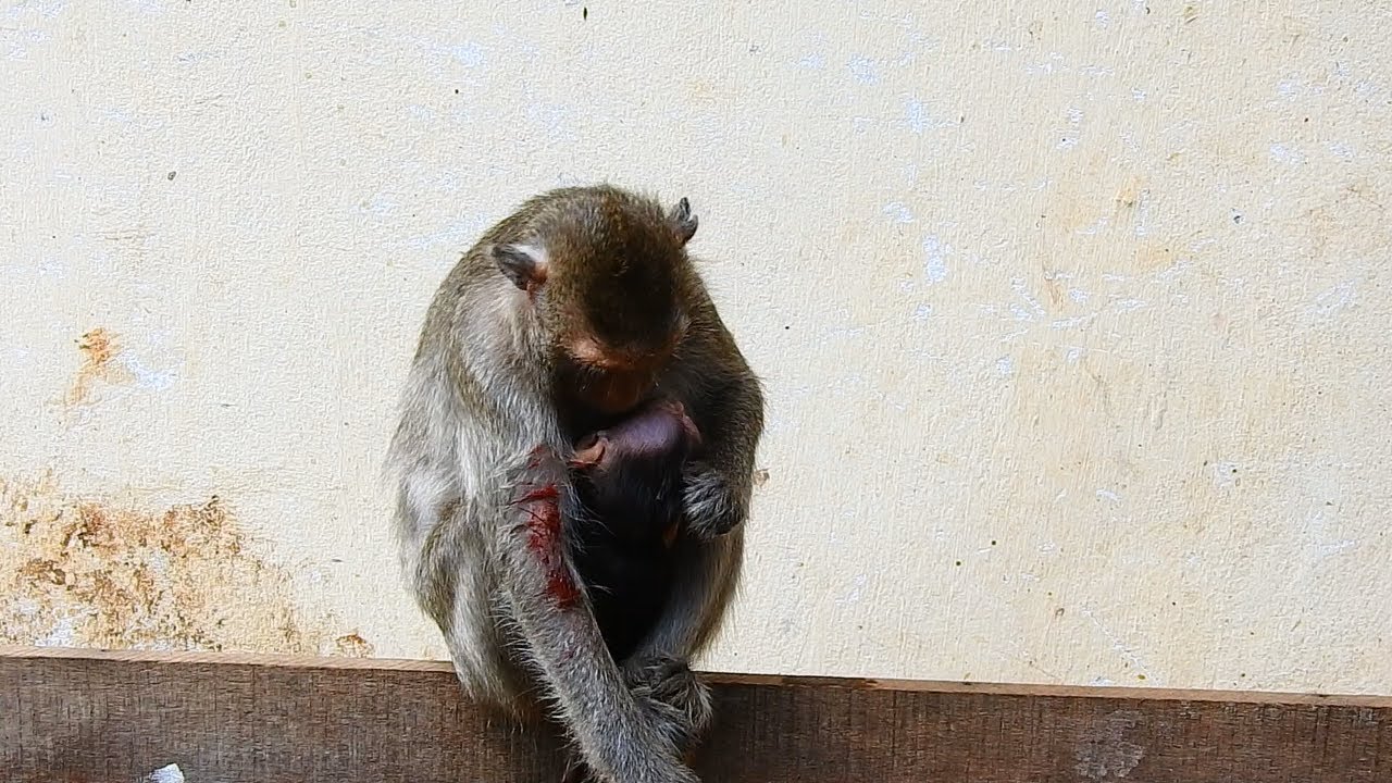 Oh Pity mother monkey hug baby monkey get injured one hand - YouTube