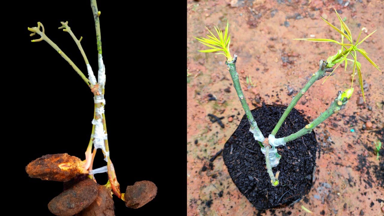 4 Rootstock Mango stone grafting | Mango grafting New technique - YouTube