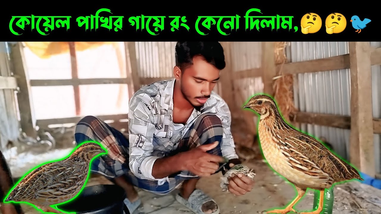 কোয়েল পাখির গায়ে রং কেনো দিলাম,, 🤔🤔🐦|| Koyel phaki || Quail bird ...