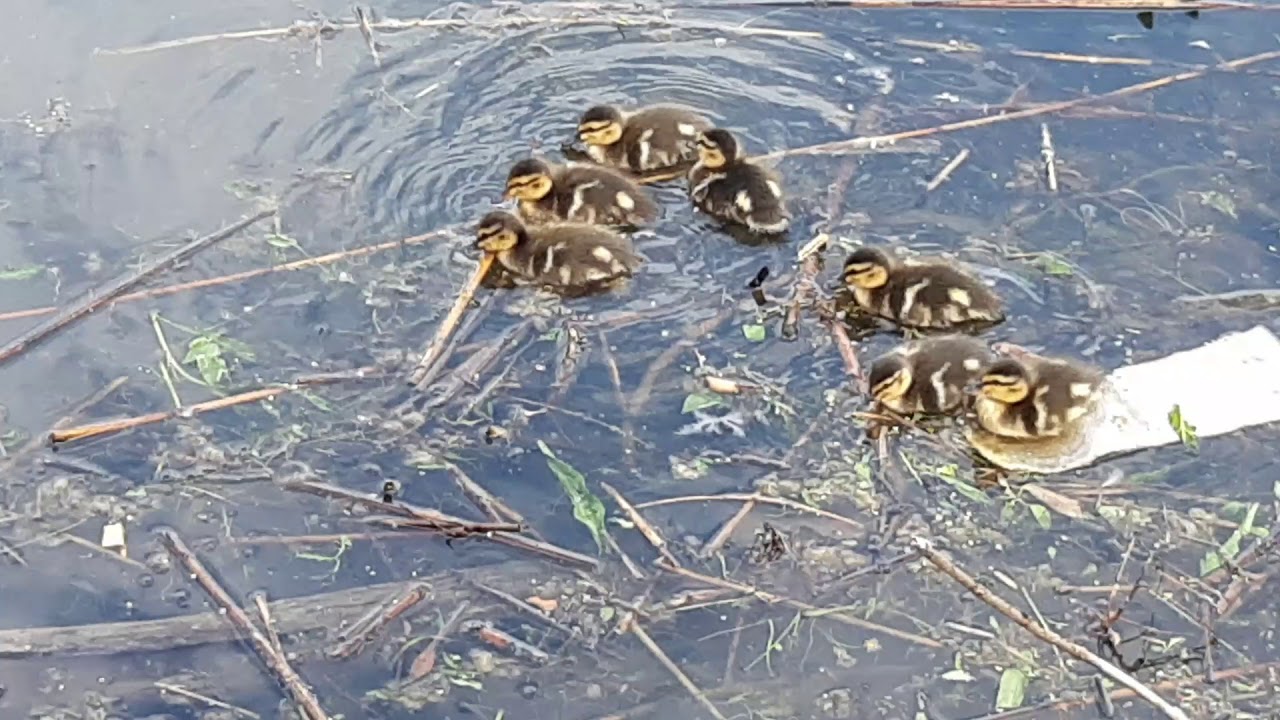 Isolation Outdoor Education: Baby Duck Family - YouTube