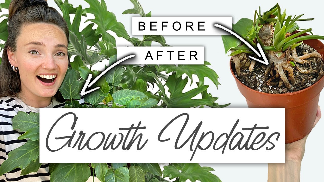 THEN vs NOW Insane Growth Updates 🌿 Houseplant Before + After - YouTube
