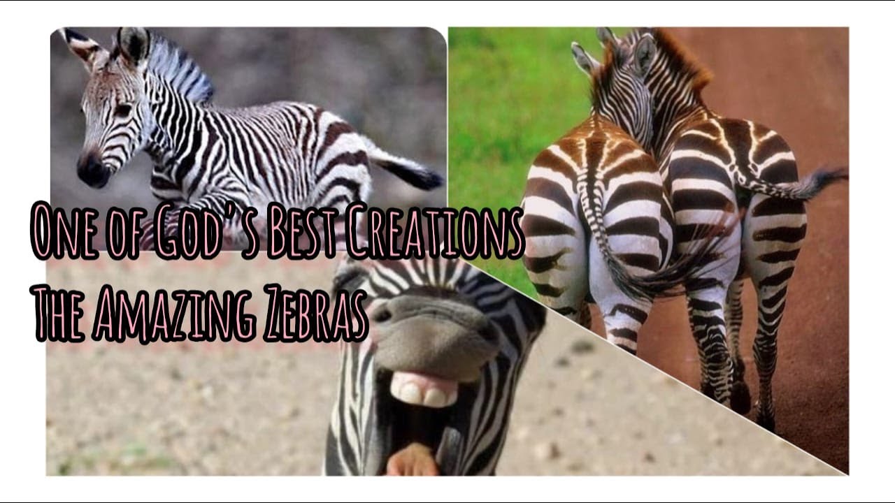 Awesomely Handsome Zebras FUN Interesting Facts, God's Gift! | Amazing ...