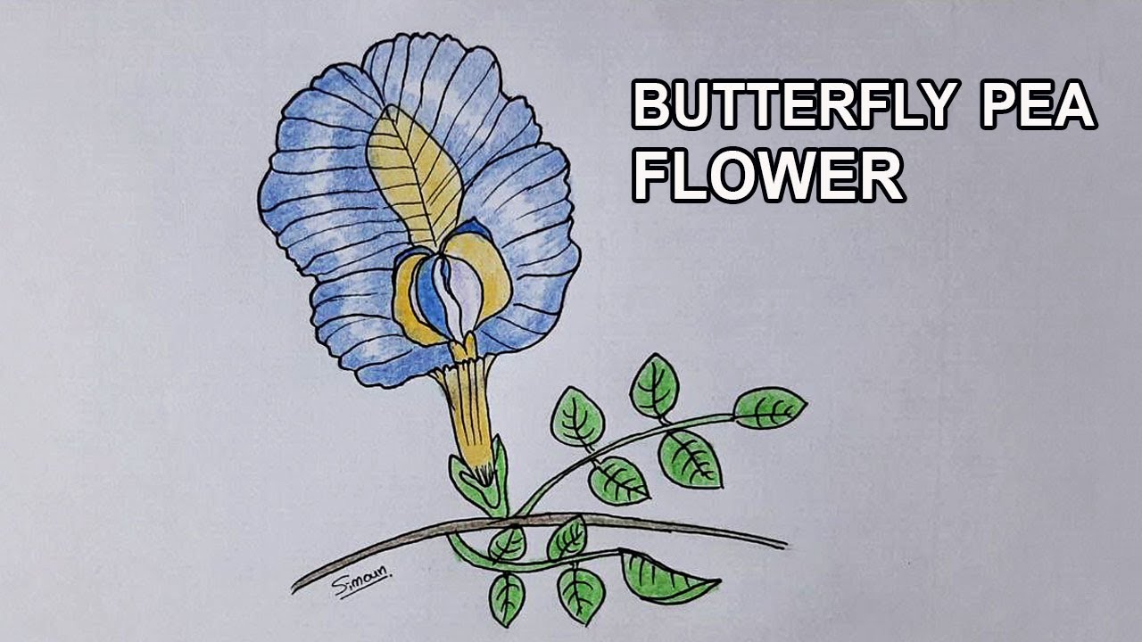 How to Draw Butterfly Pea Flower Step by Step | Butterfly Pea Drawing ...