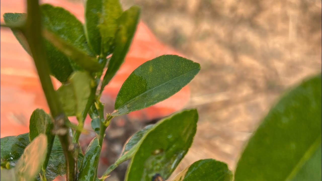 ###कृषि तथा पशुपालन फर्ममा#तारको मा बार लाउँदै #himalayan #thapa# vlog ...