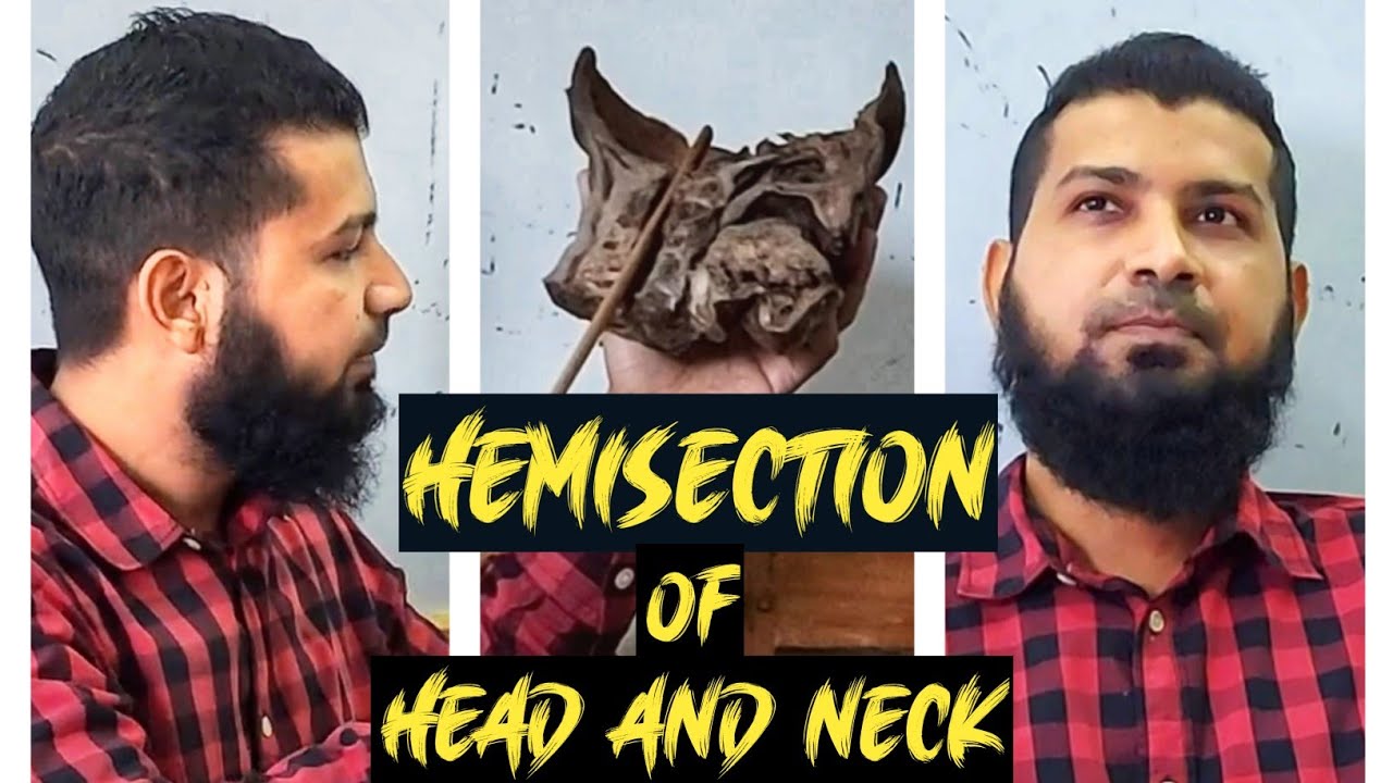 Hemisection of Head & Neck | Demo | Anatomy | Part 1 - YouTube