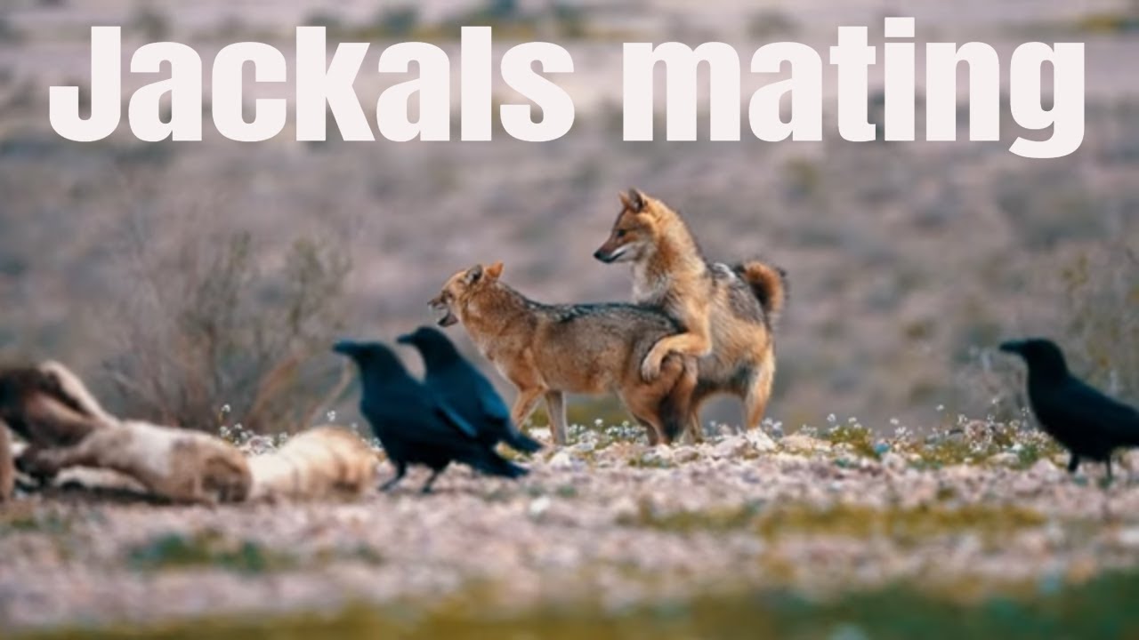 Golden jackals mating in the desert - YouTube